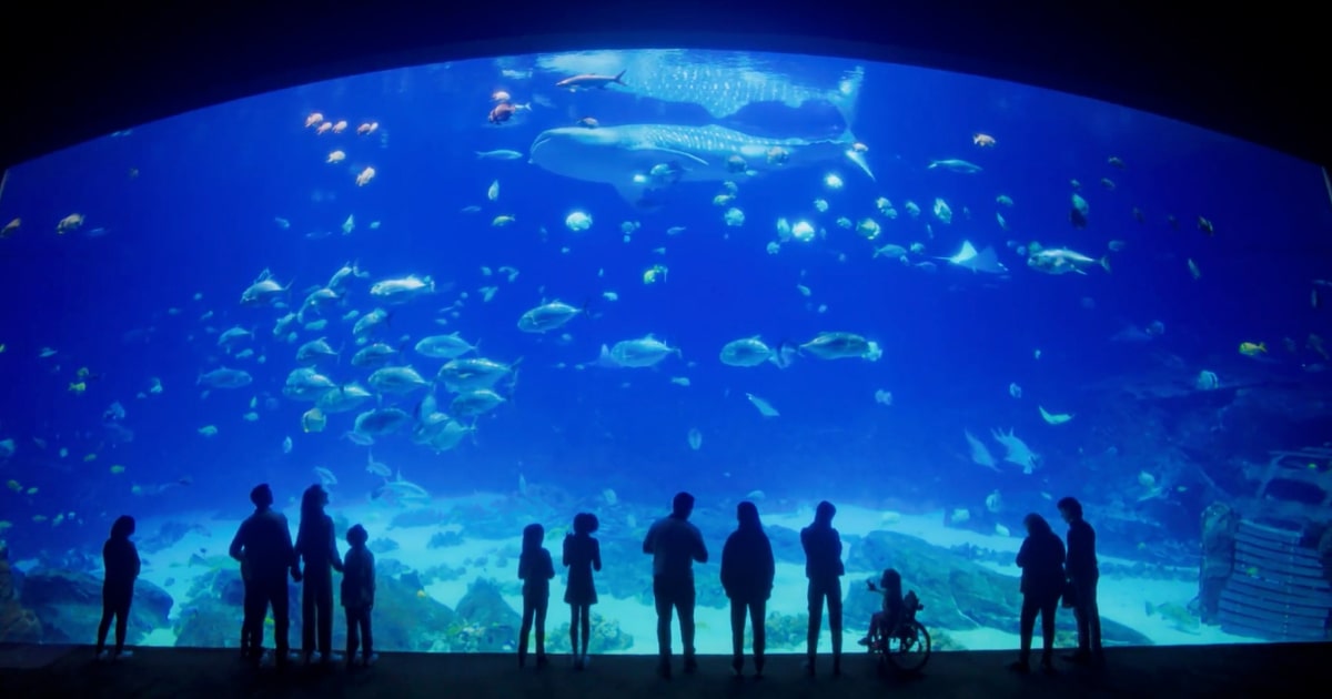 Georgia Aquarium | Where Wonder Lives | Doe-Anderson